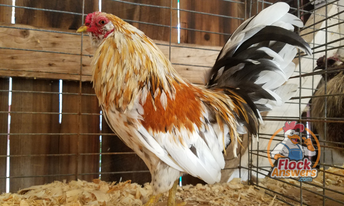 Showing Poultry 101 - Backyard Poultry